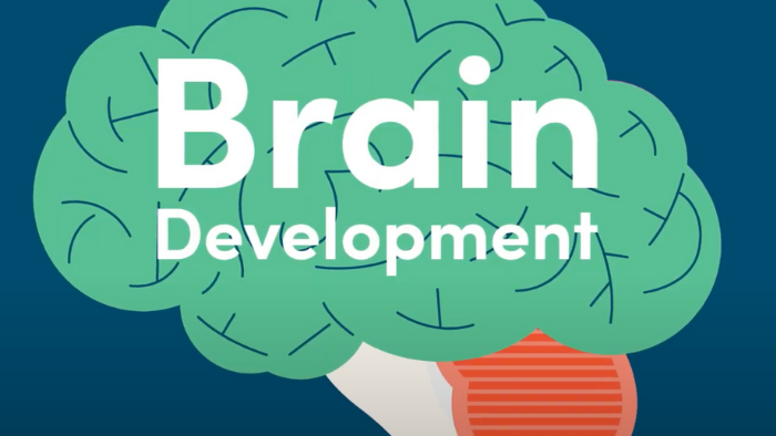 Brain development – how it works, why it matters | Classification Office